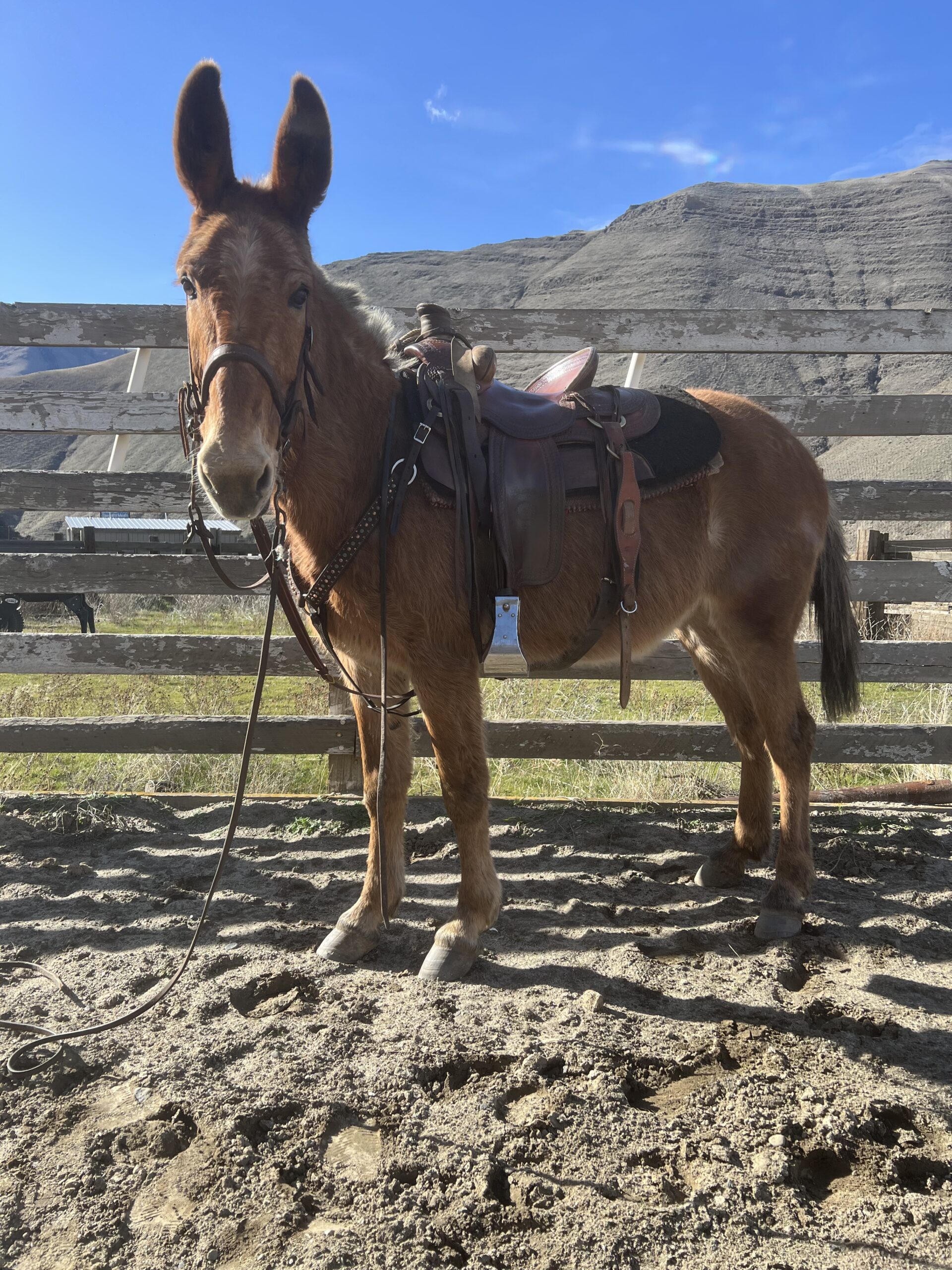 By Lot Number – Salmon Select Sale
