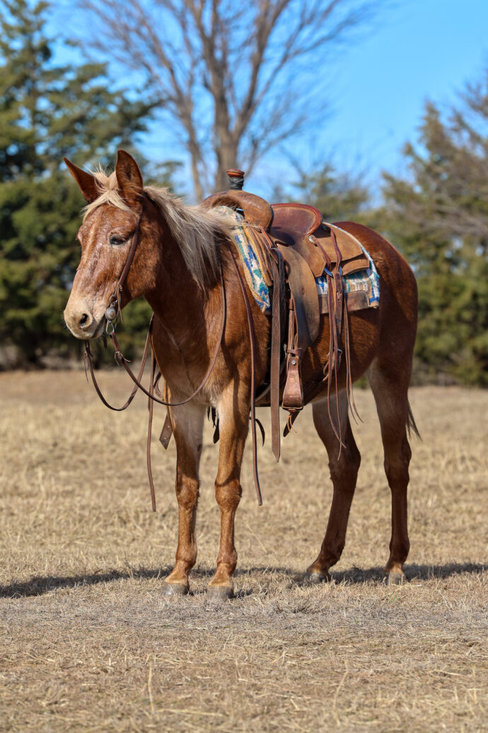 LOT 018 MAX – Salmon Select Sale