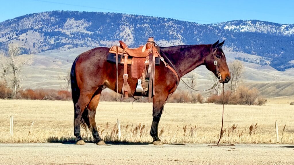 Lot 057 DINERO – Salmon Select Sale